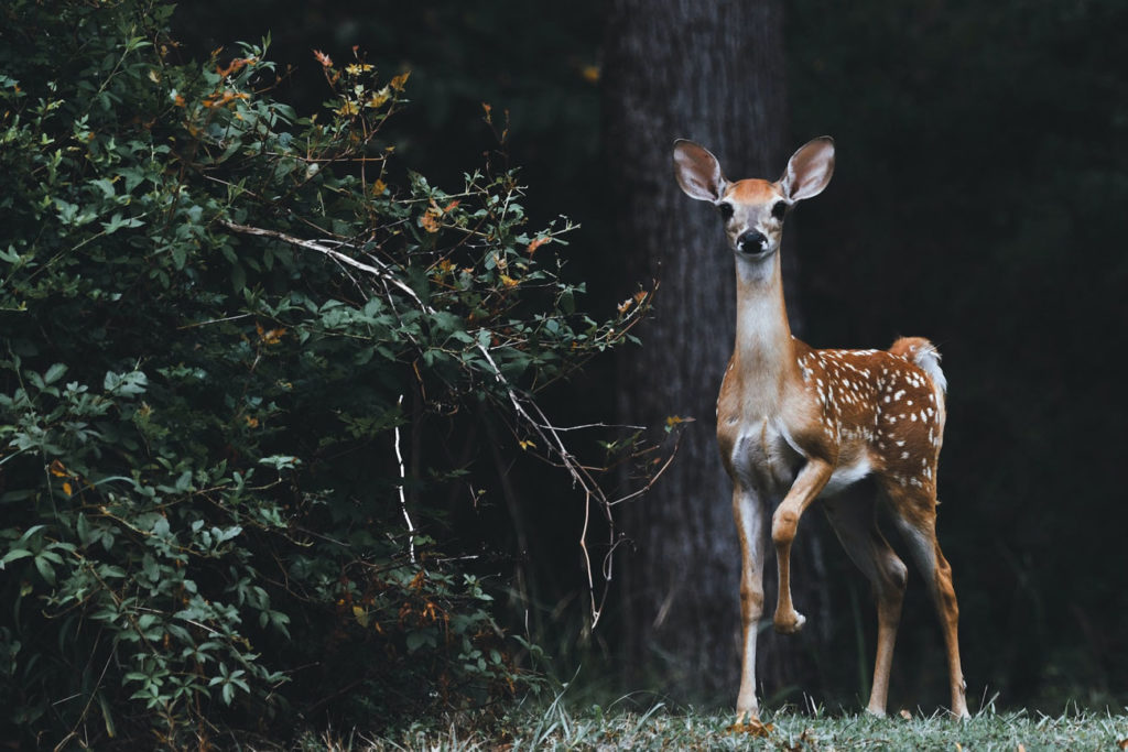 100+ Deer Jokes: A Buck Load of Laughter!
